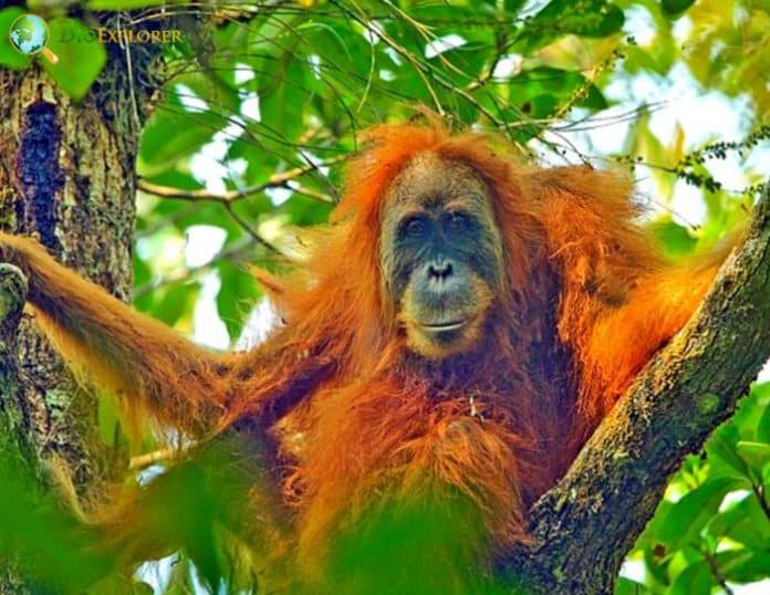 Tapanuli Orangutan Characteristics | Pongo Tapanuliensis Facts
