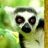 Prosimians | Types of Prosimians | Lemurs | Tarsiers | Lorises
