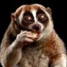 Prosimians | Types of Prosimians | Lemurs | Tarsiers | Lorises