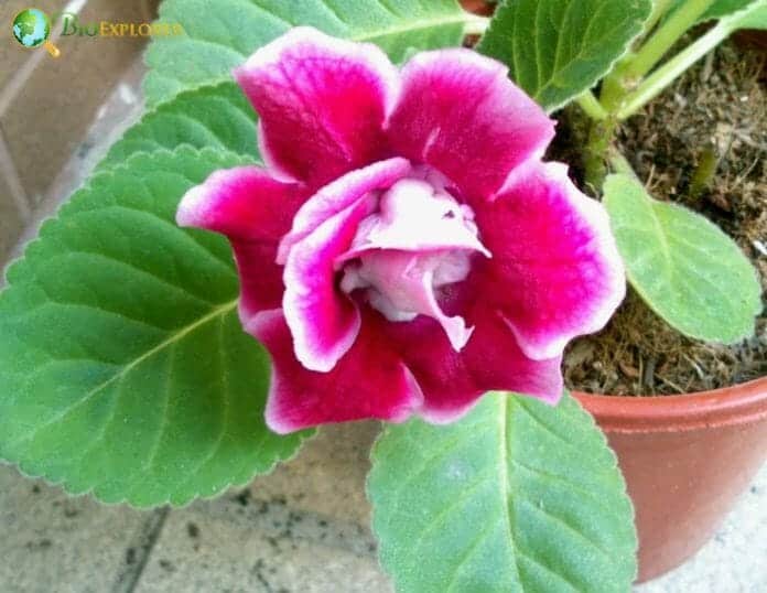 Gloxinia Flower | Sinningia speciosa | Brazilian Flower | BioExplorer.net