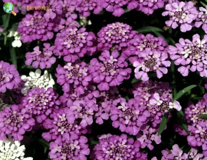 Iberis amara Flower | Perennial Candytuft | Garden Candytuft | BioExplorer