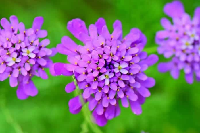 Candytuft Flower | Iberis | Iberis Sempervirens | BioExplorer.net