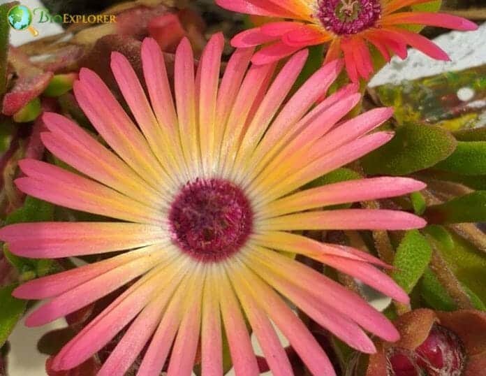 Ice Plant Flower | Mesembryanthemum crystallinum | BioExplorer.net