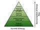 Ecological Pyramid | Definition, Number, BioMass, Energy Pyramids