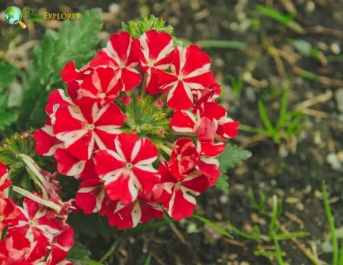 Mahon's Gilliflower | Matthiola incana | Stock Flower | BioExplorer.net