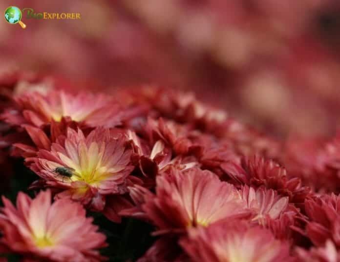 Mums Flower | Chrysanthemums | Chrysanths | BioExplorer.net