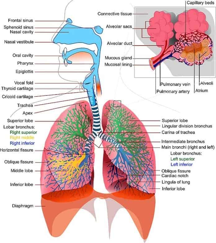 Top 25 BEST Respiratory System Fun Facts (Updated 2023) | BioExplorer