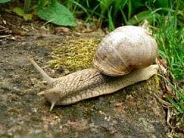 What Do Snails Eat? | Diet By Snail Types | What Eats Snails?