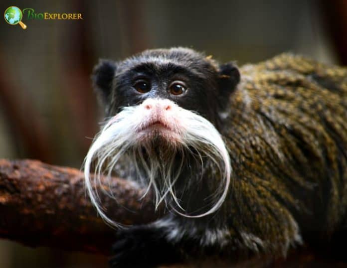 Emperor tamarin Characteristics | Saguinus imperator Facts