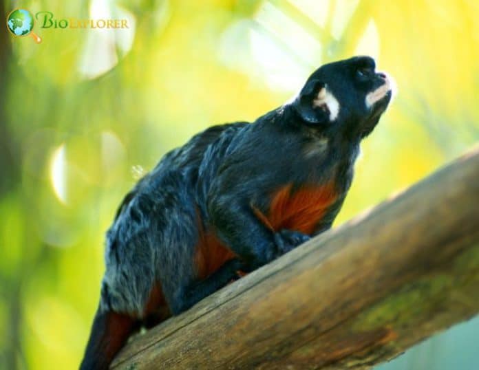 Red-Chested Mustached Tamarin Characteristics | Saguinus Labiatus Facts ...