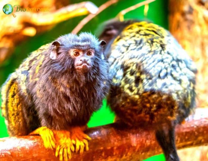 Midas Tamarin Characteristics | Saguinus midas Facts