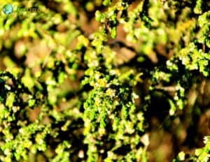 Saltwort Flower | Salsola Kali | Desert Flower | BioExplorer