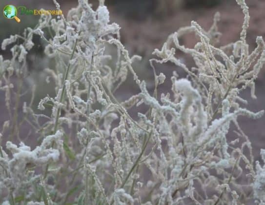 White Saxaul Flower | Haloxylon Persicum | Desert Flower | BioExplorer
