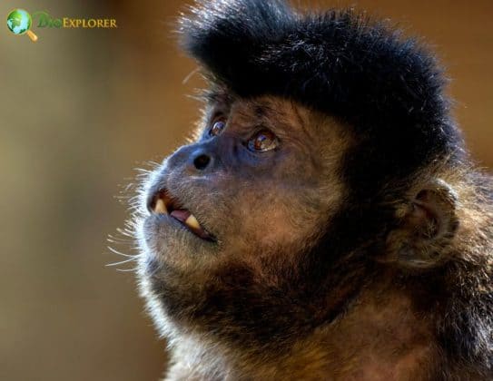 Guianan Brown Capuchin Characteristics | Sapajus Apella Diet & Facts