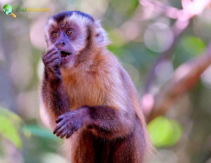 Hooded Capuchin Characteristics | Sapajus Cay Facts