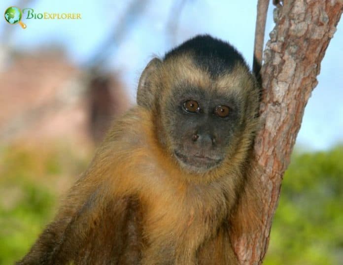 Bearded Capuchin Characteristics | Sapajus libidinosus Facts