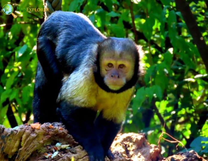 Golden-Bellied Capuchin Characteristics | Sapajus Xanthosternos Diet ...