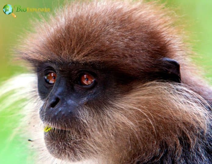 Purple-Faced Langur Characteristics | Semnopithecus Vetulus Diet & Facts
