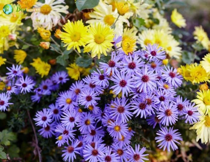 Aromatic Aster Flower | Symphyotrichum Oblongifolium | Desert Flower