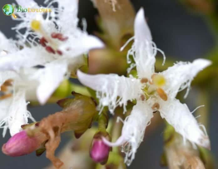 Buckbean Flower | Menyanthes trifoliate | Marsh trefoil | bogbean