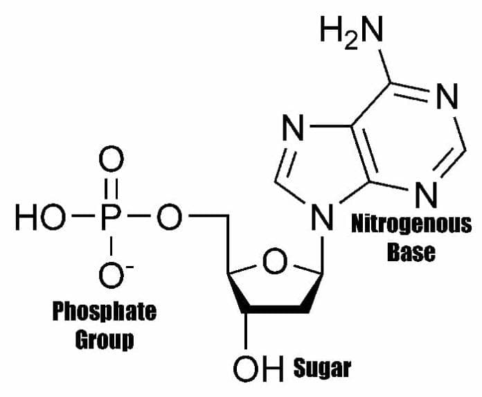 Building Blocks of Nucleic Acids | Structures & Functions