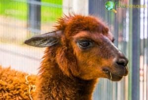What Do Alpacas Eat? | Alpacas Diet By Types | Biology Explorer