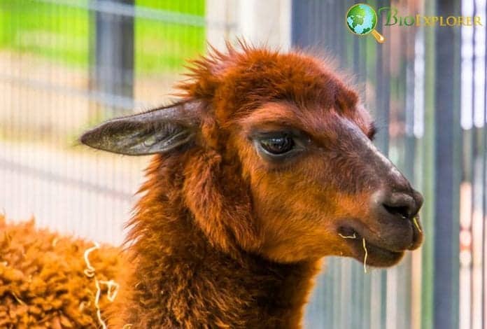 What Do Alpacas Eat? | Alpacas Diet By Types | Biology Explorer