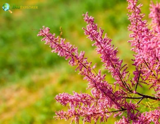 Tamarix Shrubs Flower | Tamarix Arceuthoides | Desert Flower