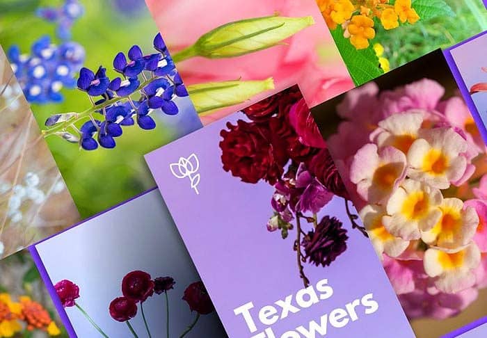 Ornate Titi Characteristics | Plecturocebus Ornatus Facts | BioExplorer