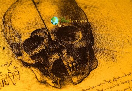 Top 25 Reproductive System Fun Facts (Updated 2023) | BioExplorer