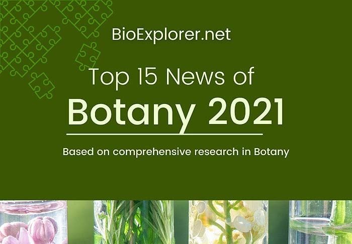 Ornate Titi Characteristics | Plecturocebus Ornatus Facts | BioExplorer