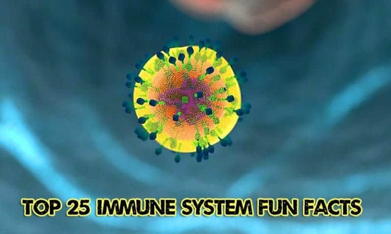 Top 25 Best Immune System Fun Facts (Updated 2023) | BioExplorer