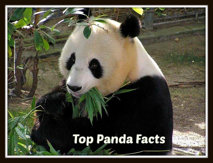 31 Fun Facts About Pandas (#20th Fact Is Very Intriguing)