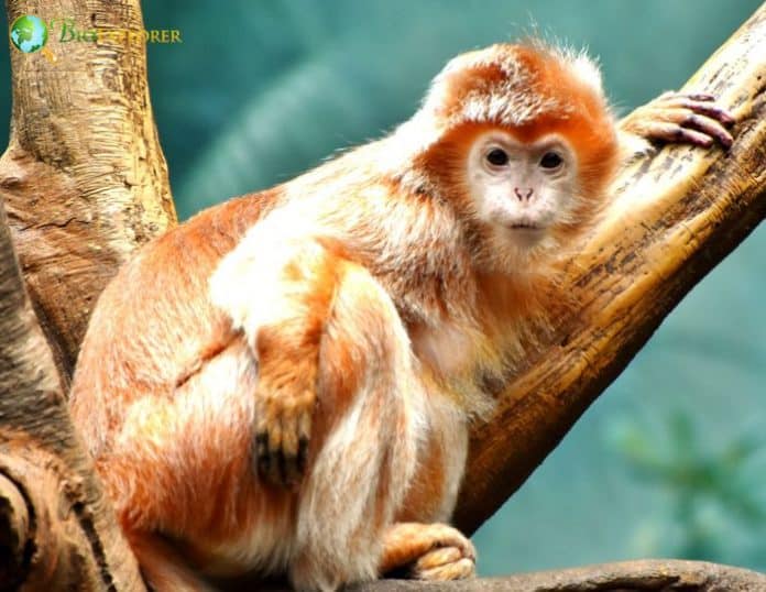 East Javan langur Characteristics | Trachypithecus auratus Facts