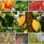Types of Trees | Deciduous Trees | Evergreen Trees | Pictures