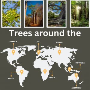 Types of Trees | Deciduous Trees | Evergreen Trees | Pictures