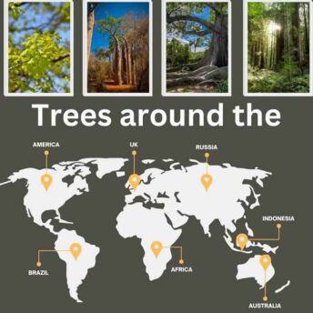 Types of Trees | Deciduous Trees | Evergreen Trees | Pictures
