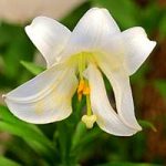 Lily Flowers | 150+ Types of Lilies | True Lilies | Non-True Lilies ...