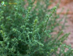 Saltwort Flower | Salsola Kali | Desert Flower | BioExplorer