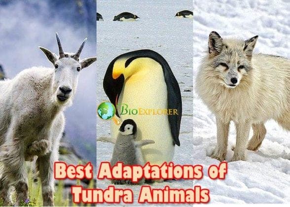 Top 18 BEST Tundra Animal Adaptations | BioExplorer.net