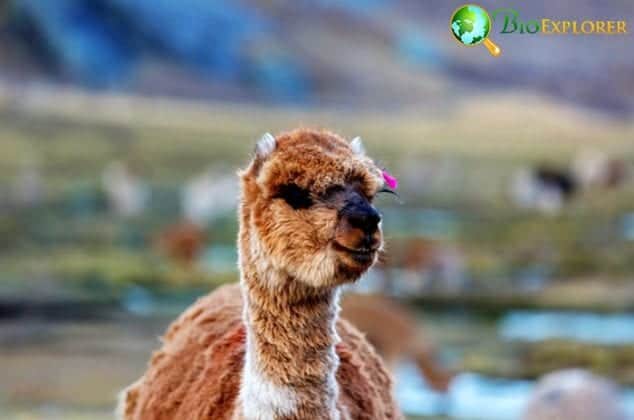 What Do Alpacas Eat? | Alpacas Diet By Types | Biology Explorer