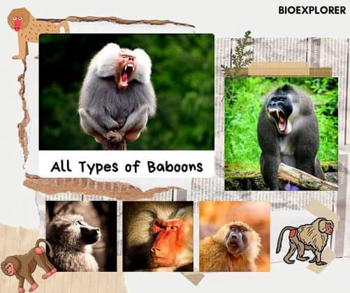 Baboons | Types of Baboons | Characteristics | Diet | Species