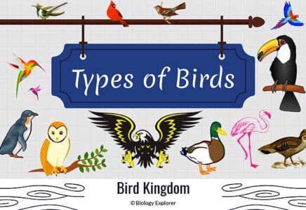 Prosimians | Types of Prosimians | Lemurs | Tarsiers | Lorises