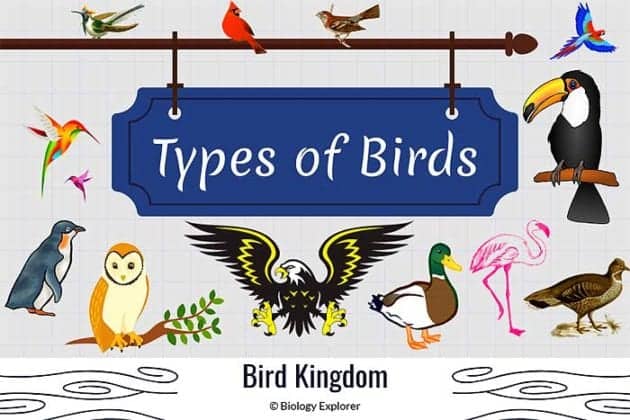 Types of Birds | 40 Different Kinds of Birds | Orders of Bird Species