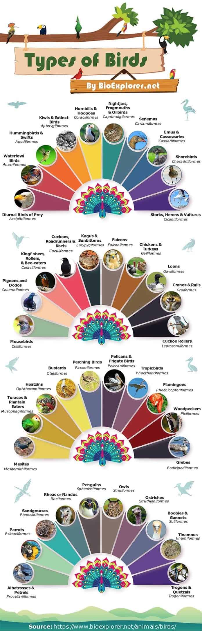 40 Types of Birds | Common Groups & Scientific Orders (2026)