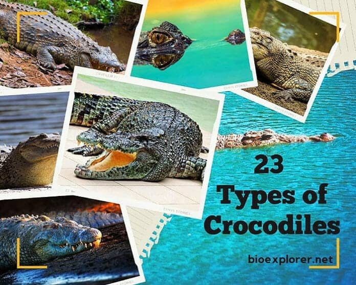 23 Types of Crocodiles | Alligators | Gharials | Caimans | BioExplorer.net