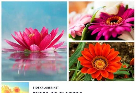 Prosimians | Types of Prosimians | Lemurs | Tarsiers | Lorises