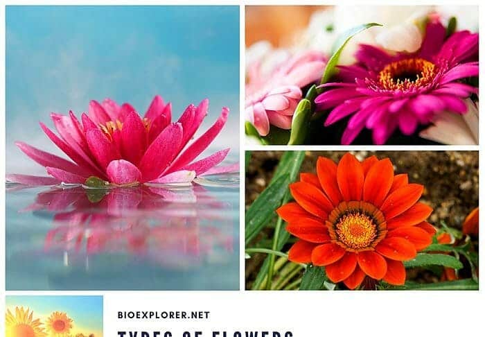 Mulla Mulla Flower | Ptilotus Exaltatus | Wildflower | BioExplorer