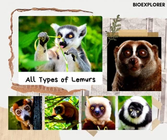 Types of Lemurs | Lemur Species | Lemurs with Pictures | BioExplorer