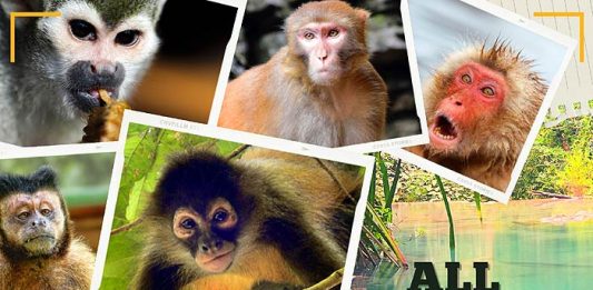 Green Monkey Characteristics | Chlorocebus Sabaeus Diet & Facts